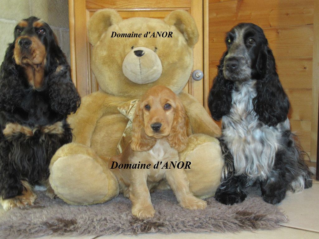 Accueil - Elevage du Domaine d'Anor - eleveur de chiens Cocker Spaniel ...